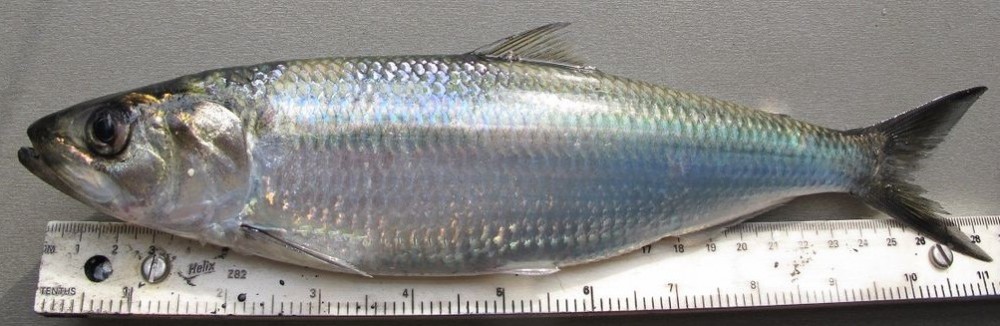 Aloosad (Alosa) - KALAPEEDIA