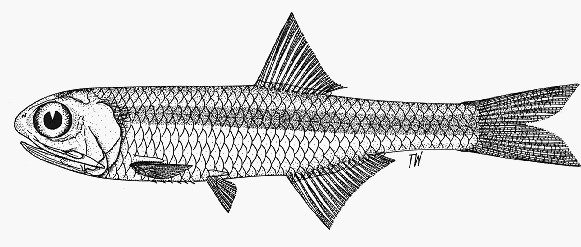 Stolefoorid (Stolephorus) - KALAPEEDIA