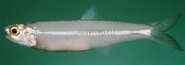 Stolefoorid (Stolephorus) - KALAPEEDIA