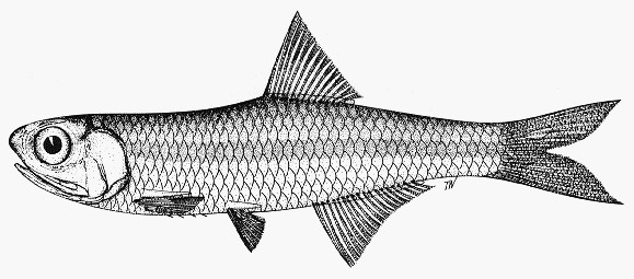 Stolefoorid (Stolephorus) - KALAPEEDIA