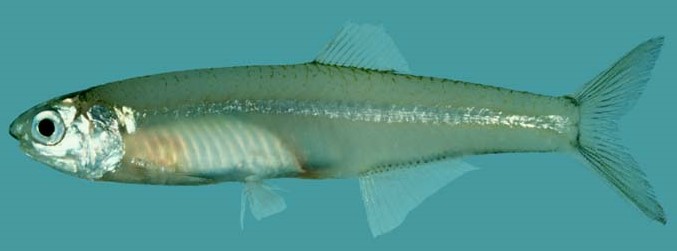 Stolefoorid (Stolephorus) - KALAPEEDIA