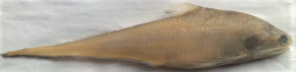 Koiliad (Coilia) - KALAPEEDIA