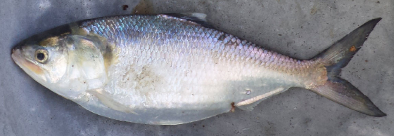 Salealoosad (Tenualosa) - KALAPEEDIA