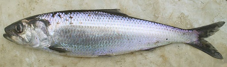 Aloosad (Alosa) - KALAPEEDIA