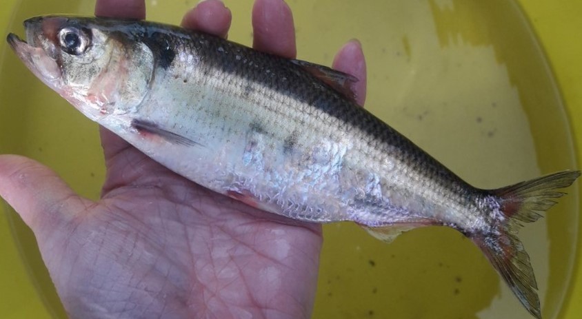 Aloosad (Alosa) - KALAPEEDIA