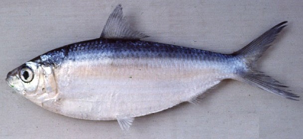 Sardinellid (Sardinella) - KALAPEEDIA