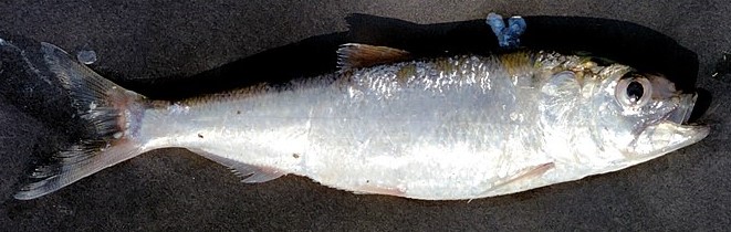 Aloosad (Alosa) - KALAPEEDIA