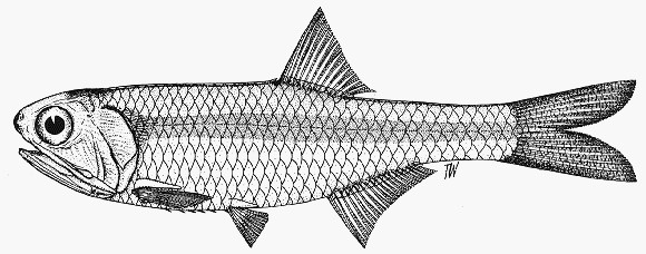 Stolefoorid (Stolephorus) - KALAPEEDIA