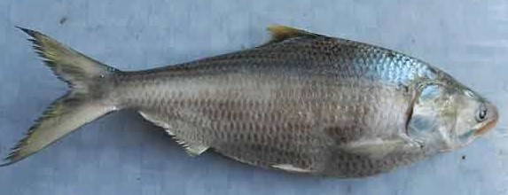 Salealoosad (Tenualosa) - KALAPEEDIA