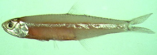 Stolefoorid (Stolephorus) - KALAPEEDIA