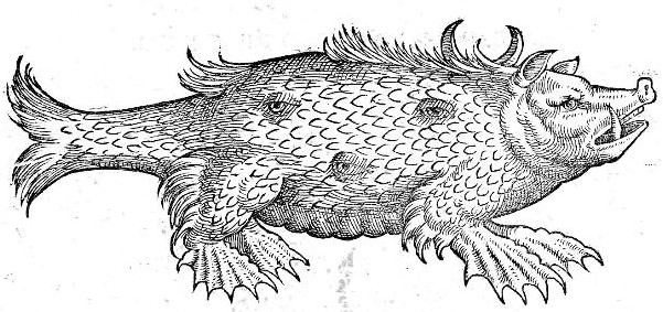 Meresiga / Porcus Marinus (veekrüptiid bestiaariumides) - KALAPEEDIA