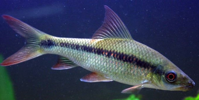 Narmasmokad (Labeo) - KALAPEEDIA