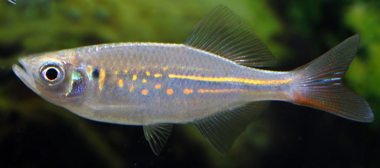 Devaariod (Devario) - KALAPEEDIA