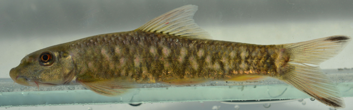 Napplõuad (Garra) - KALAPEEDIA