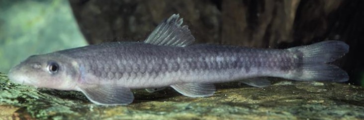 Napplõuad 2 (Garra) - KALAPEEDIA