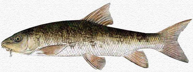 Pardkalad (Barbus) - KALAPEEDIA