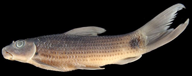 Narmasmokad (Labeo) - KALAPEEDIA