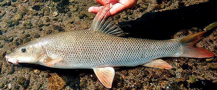 Haugparrakad (Luciobarbus) - KALAPEEDIA