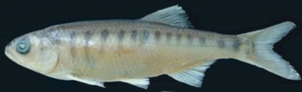 Bariilid (Barilius) - KALAPEEDIA