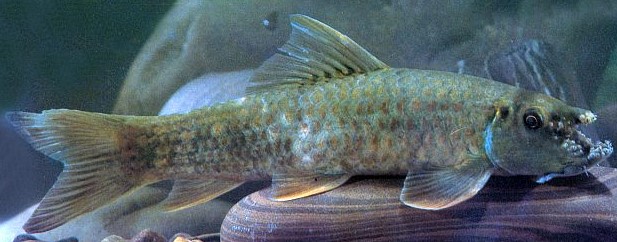 Napplõuad 2 (Garra) - KALAPEEDIA