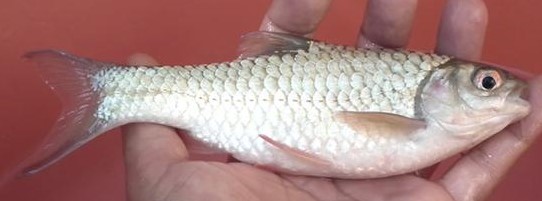 Saagpuntiused (Systomus) - KALAPEEDIA