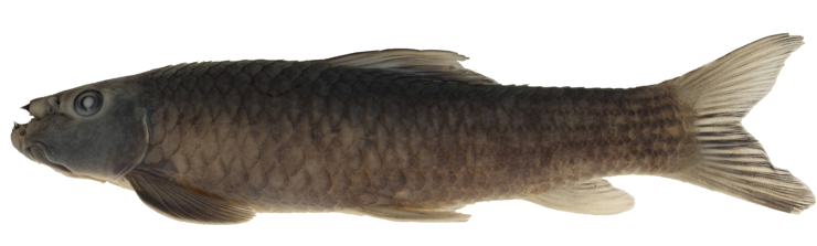 Napplõuad (Garra) - KALAPEEDIA