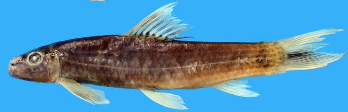 Napplõuad (Garra) - KALAPEEDIA