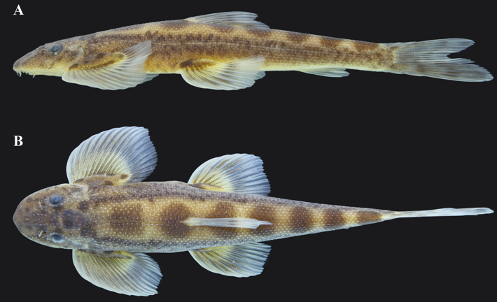 Mägihingud (Balitora) - KALAPEEDIA