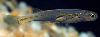 Danionellid (Danionella) - KALAPEEDIA