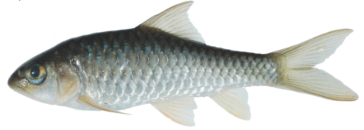 Lauskmokad (Neolissochilus) - KALAPEEDIA