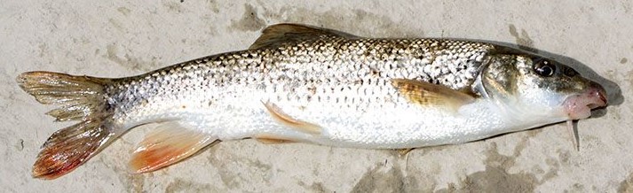 Pardkalad (Barbus) - KALAPEEDIA