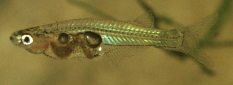 Danionellid (Danionella) - KALAPEEDIA