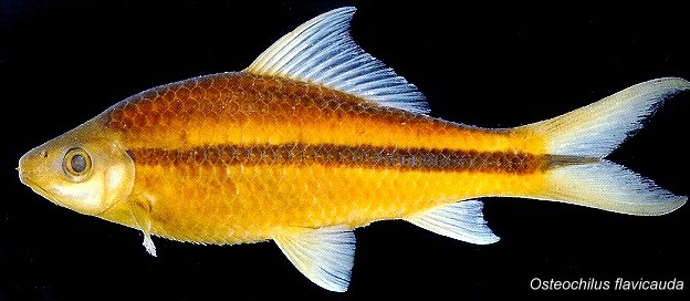 Luumokad (Osteochilus) - KALAPEEDIA