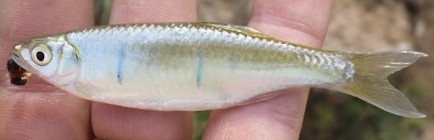 Ärndaaniod (Opsarius) - KALAPEEDIA