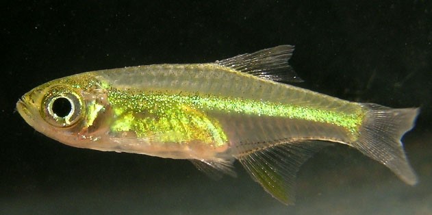 Pisidevaariod (Microdevario) - KALAPEEDIA