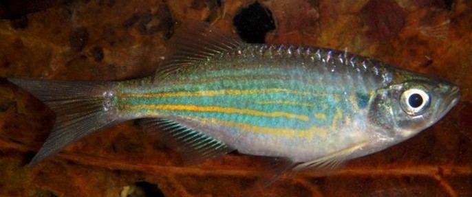 Devaariod (Devario) - KALAPEEDIA