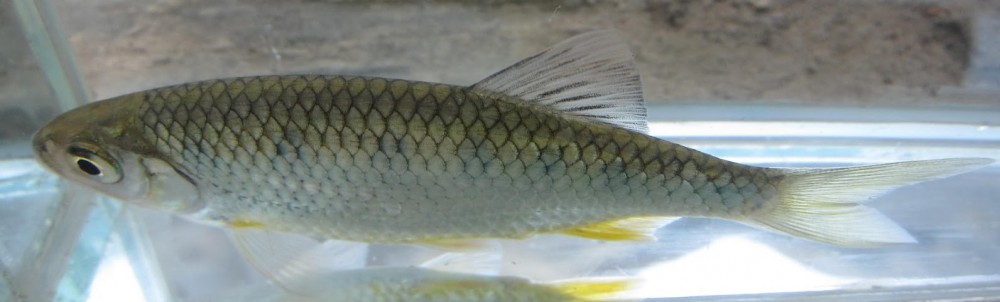 Bariilid (Barilius) - KALAPEEDIA