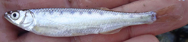 Bariilid (Barilius) - KALAPEEDIA