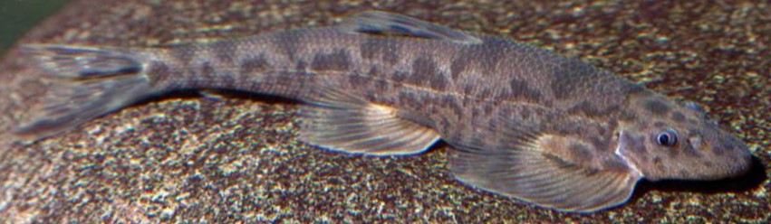 Mägihingud (Balitora) - KALAPEEDIA