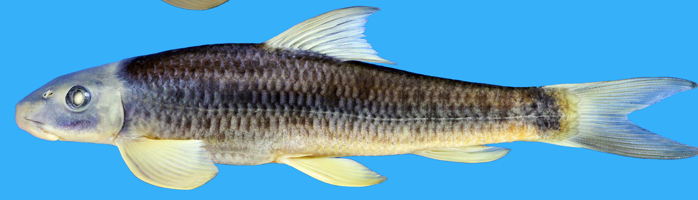 Napplõuad 2 (Garra) - KALAPEEDIA