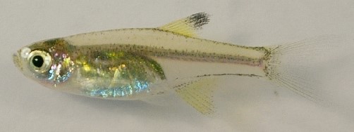 Pisidevaariod (Microdevario) - KALAPEEDIA