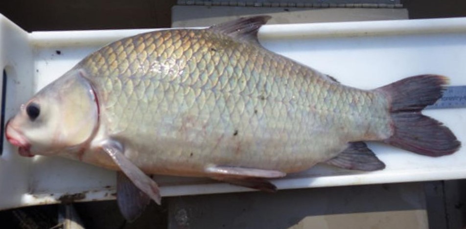 Piisonkalad (Ictiobus) - KALAPEEDIA