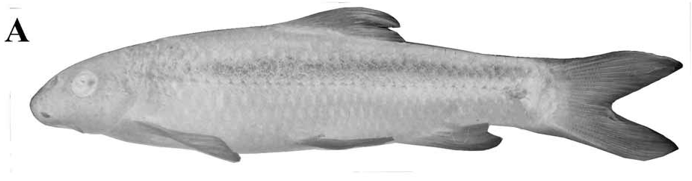 Hongshuiad (Hongshuia) - KALAPEEDIA