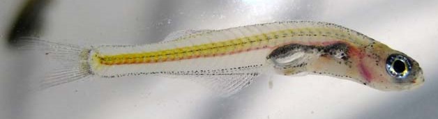 Danionellid (Danionella) - KALAPEEDIA