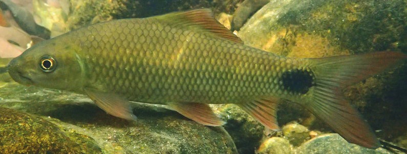 Narmasmokad (Labeo) - KALAPEEDIA