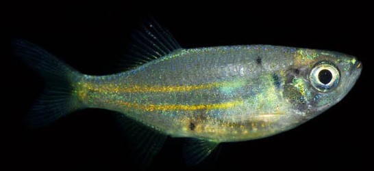 Devaariod (Devario) - KALAPEEDIA