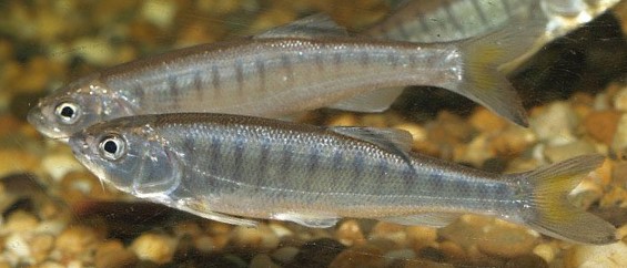 Bariilid (Barilius) - KALAPEEDIA