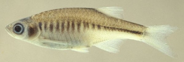 Devaariod (Devario) - KALAPEEDIA