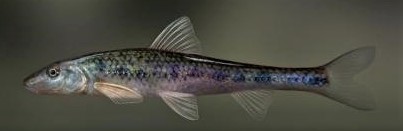 Sisalründid (Saurogobio) - KALAPEEDIA