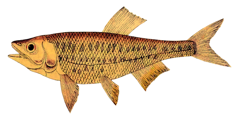 Ärndaaniod (Opsarius) - KALAPEEDIA